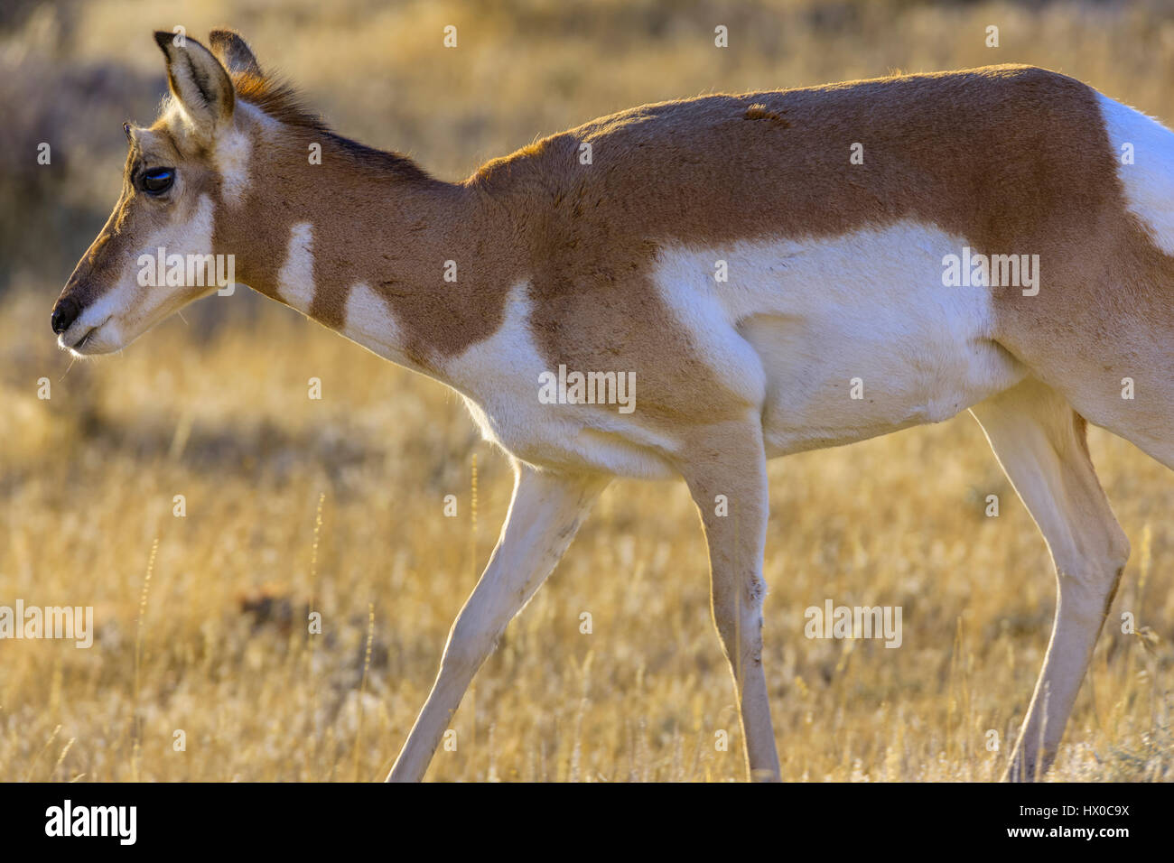 Pronghorn Antelope; Yellowstone Nat. Pk Stock Photo - Alamy