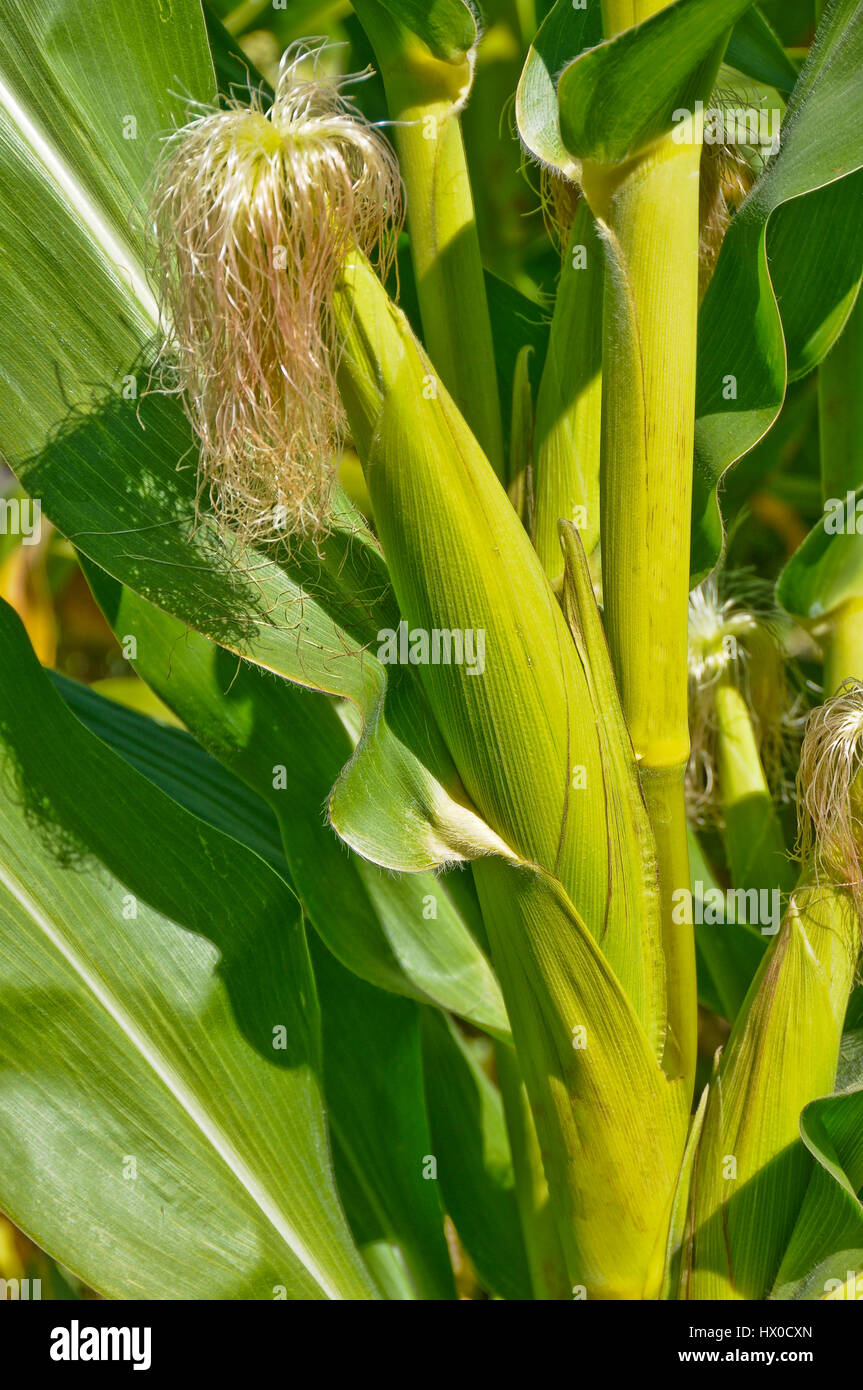 Sweet corn growing stalk hi-res stock photography and images - Alamy