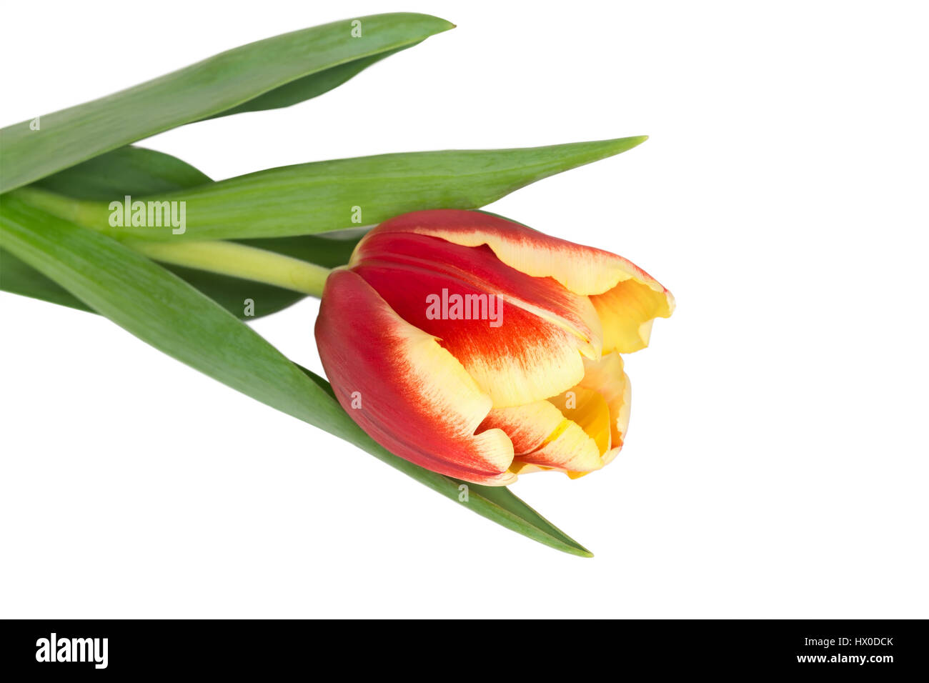 Gift card tulip flower Cut Out Stock Images & Pictures - Alamy