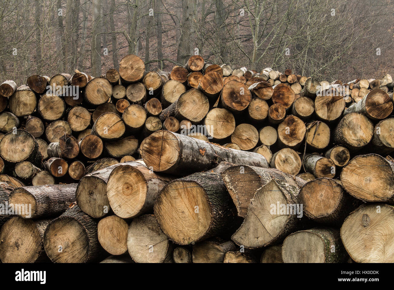 Fire wood - logs - tree Stock Photo - Alamy