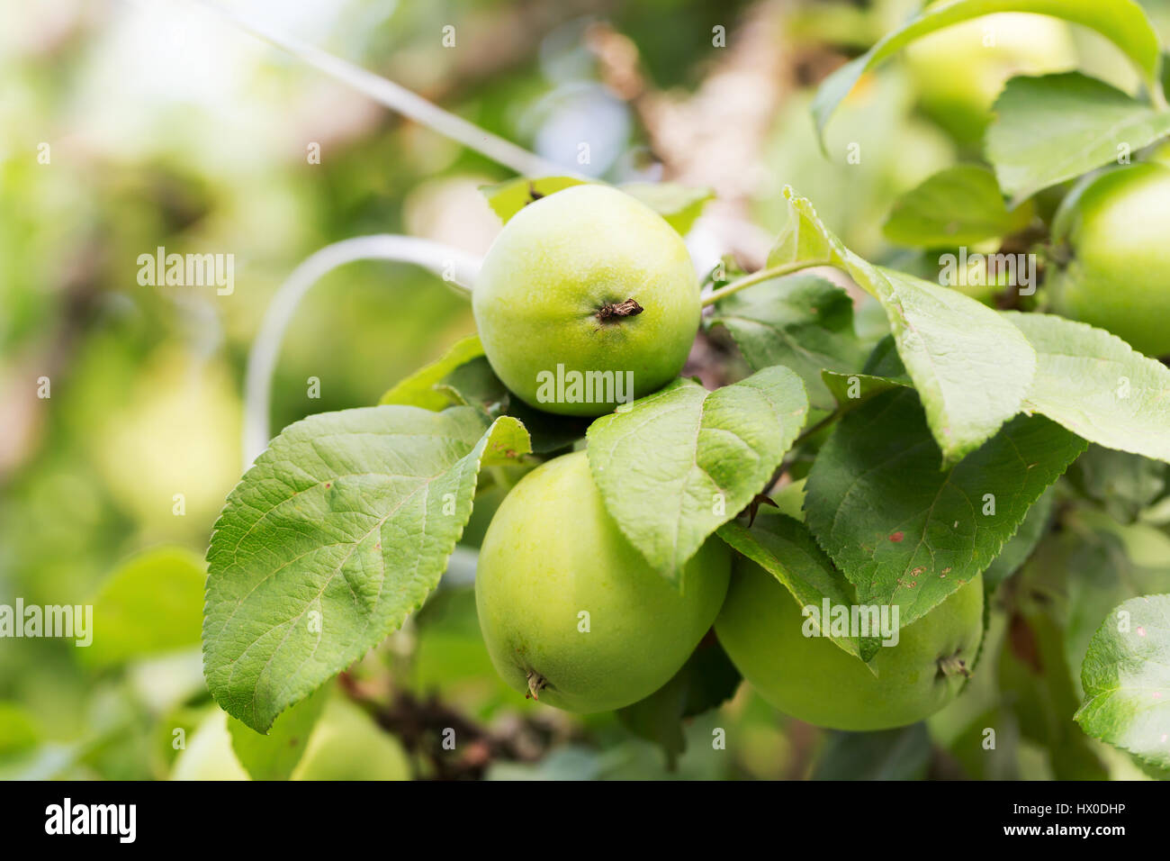Fresh green apple crop outdoors Stock Photo - Alamy