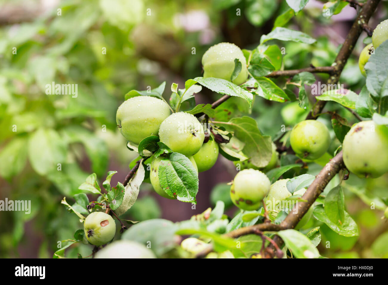 Fresh green apple crop outdoors Stock Photo - Alamy