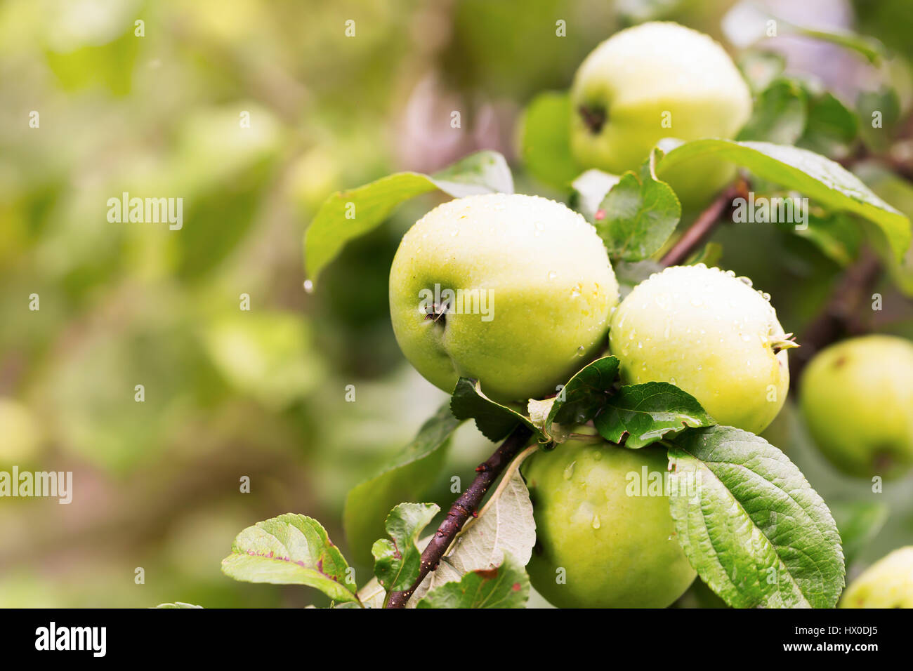 Fresh green apple crop outdoors Stock Photo - Alamy