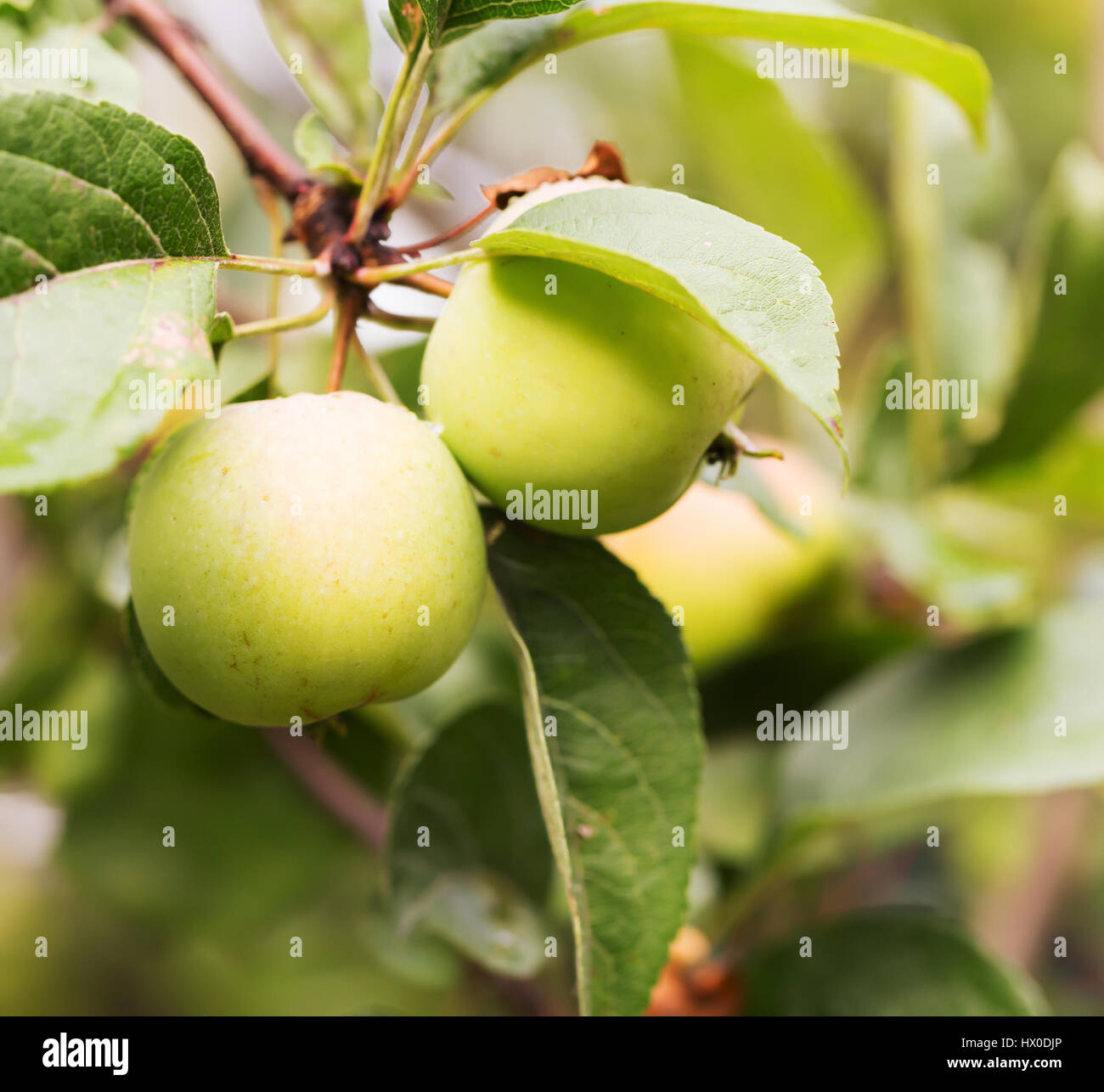 Fresh green apple crop outdoors Stock Photo - Alamy