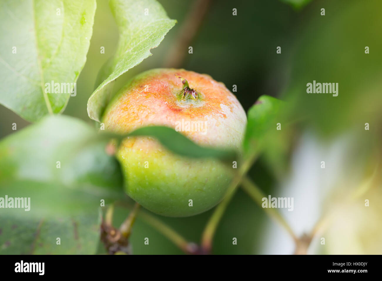 Fresh green apple crop outdoors Stock Photo - Alamy