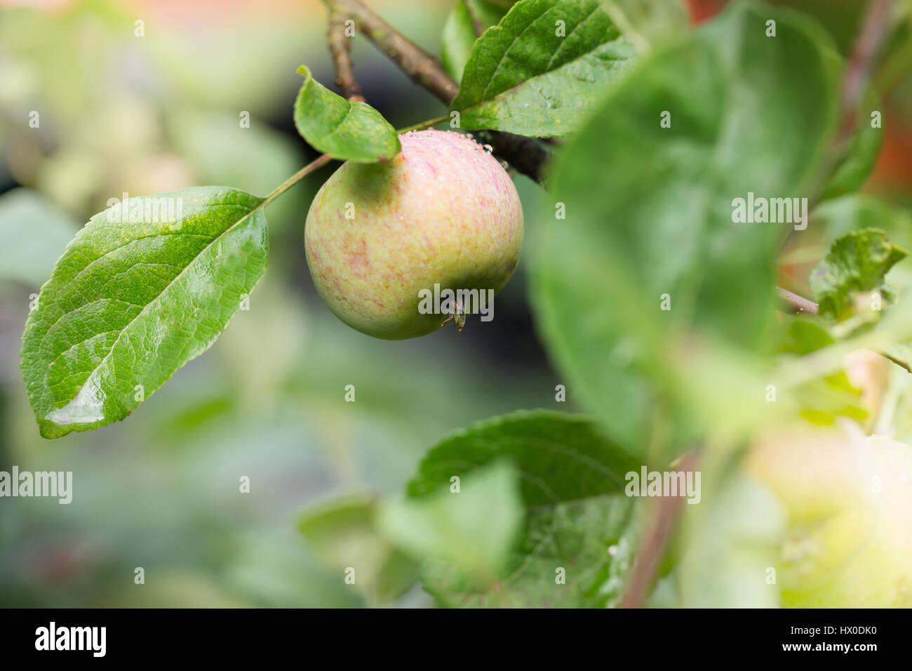 Fresh green apple crop outdoors Stock Photo - Alamy