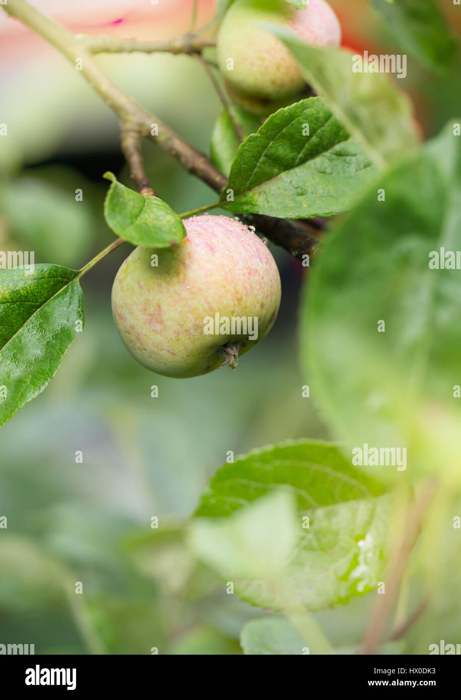 Fresh green apple crop outdoors Stock Photo - Alamy