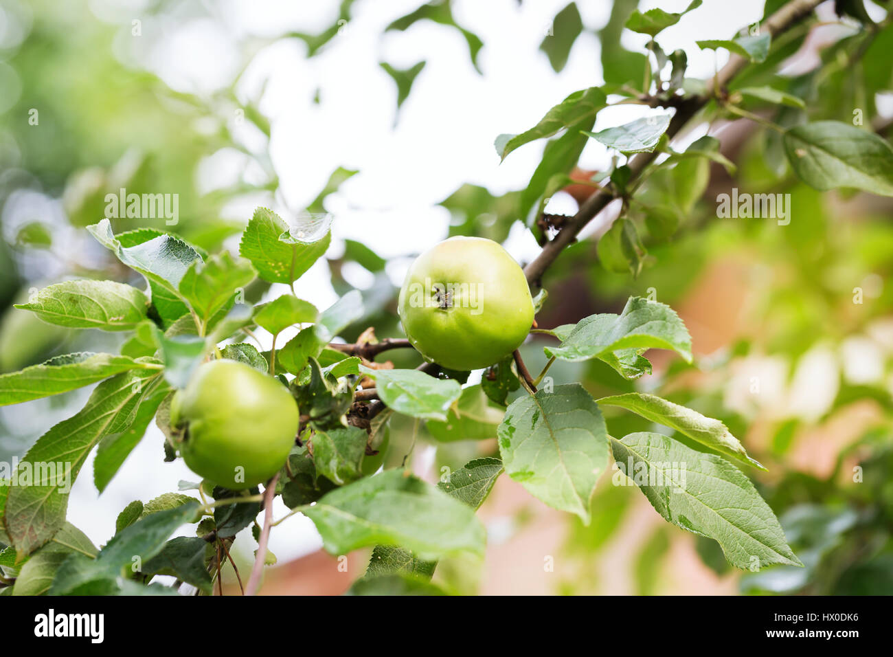 Fresh green apple crop outdoors Stock Photo - Alamy