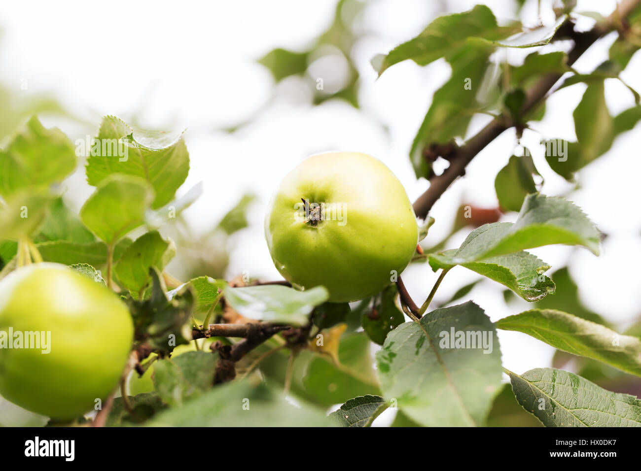 Fresh green apple crop outdoors Stock Photo - Alamy