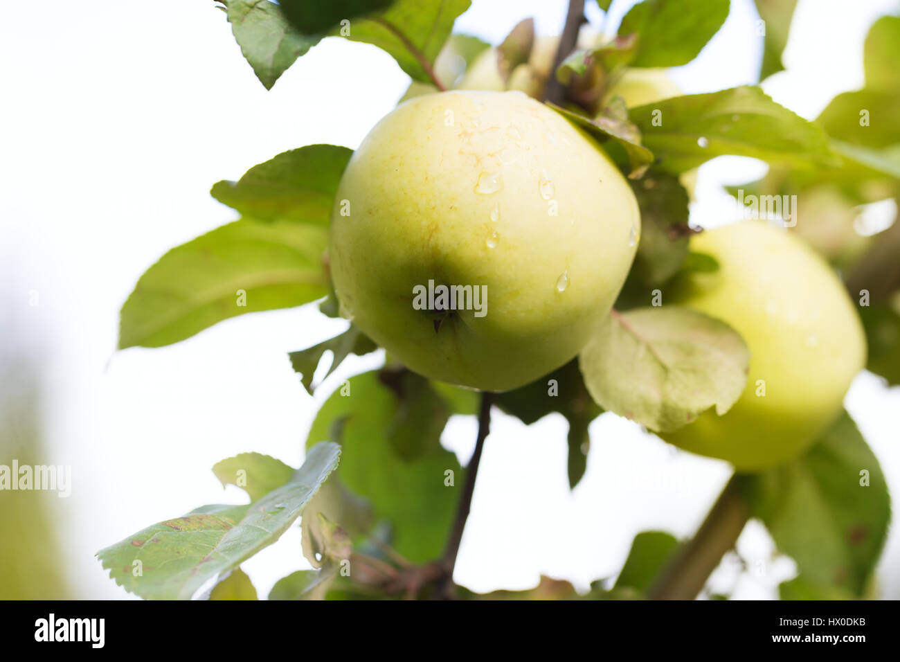 Fresh green apple crop outdoors Stock Photo - Alamy