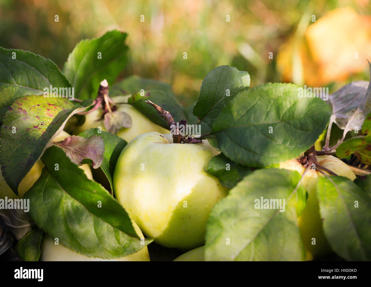 Fresh green apple crop outdoors Stock Photo - Alamy