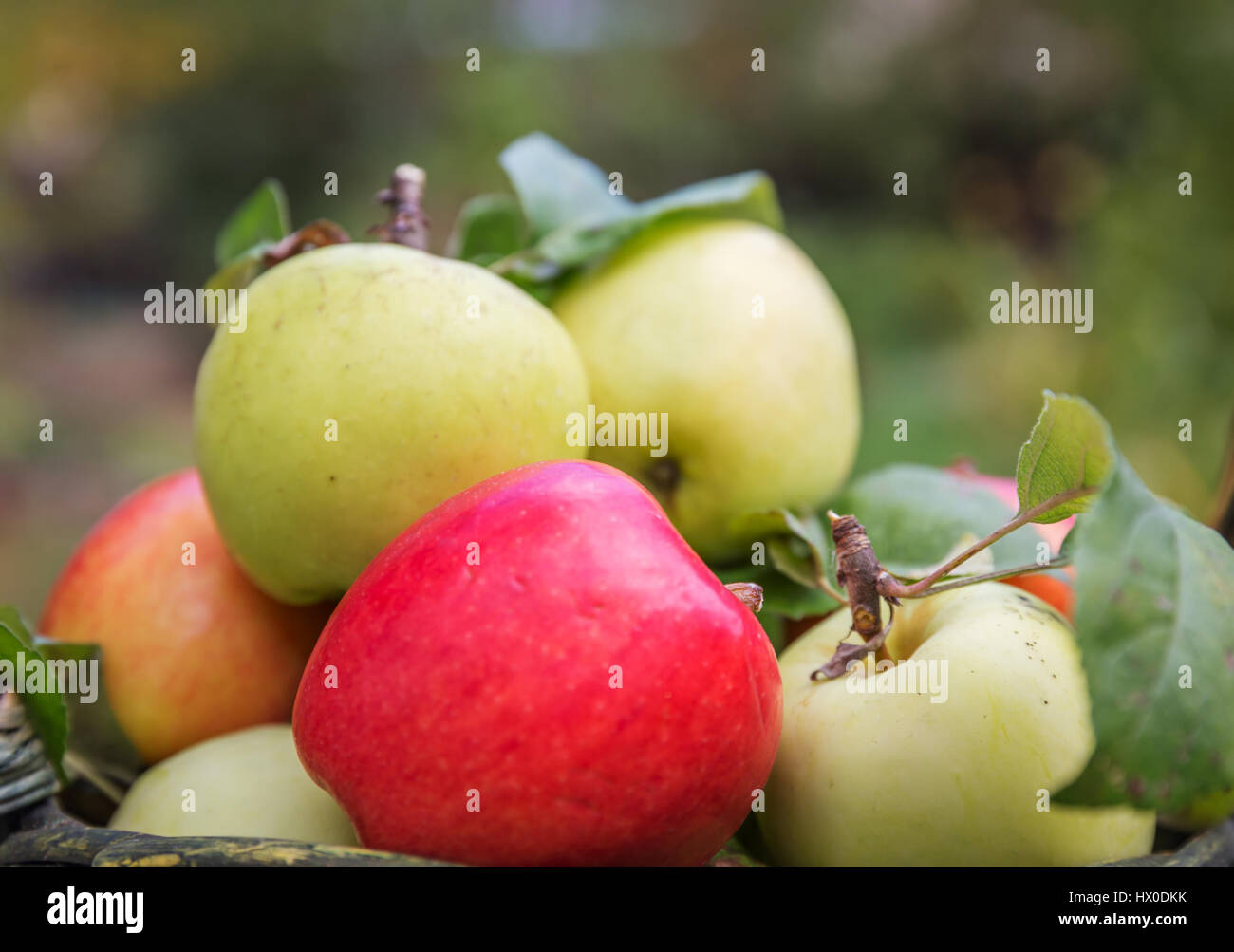Fresh apple crop outdoors Stock Photo - Alamy