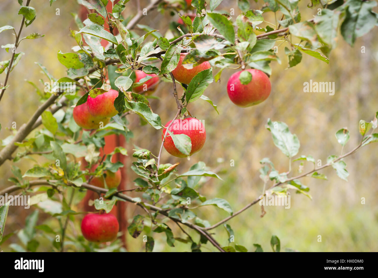 Fresh pink apple crop outdoors Stock Photo - Alamy