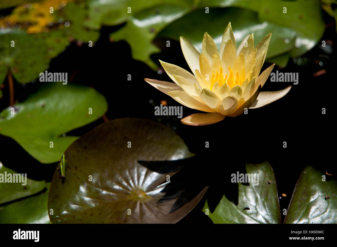 Nymphaeaceae High Resolution Stock Photography and Images - Alamy
