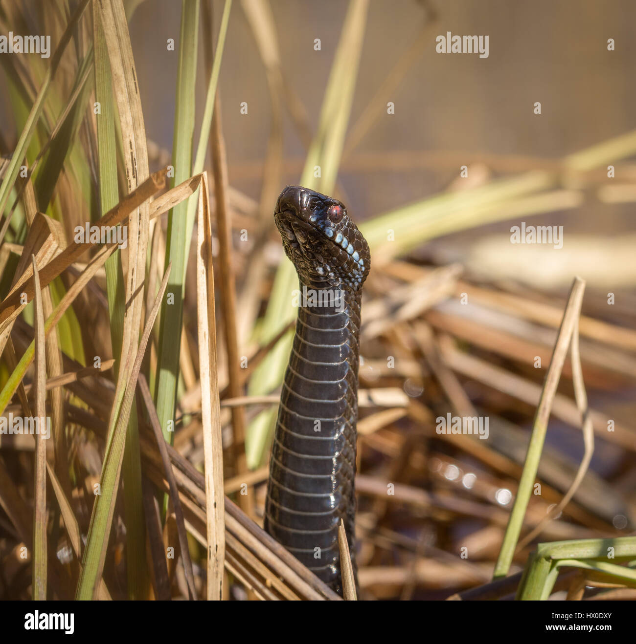 Dark colored European Adder, Vipera berus, standing with high lifted ...