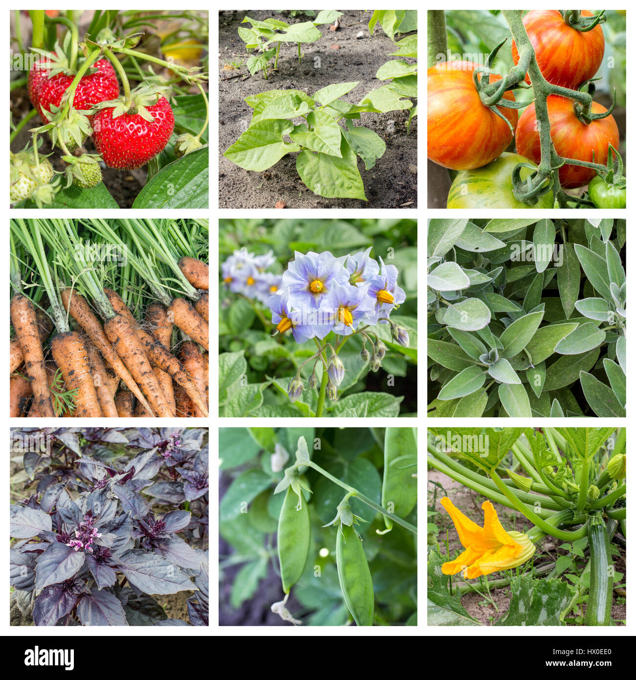 Collage with fruits, vegetables and herbs in the garden Stock Photo - Alamy