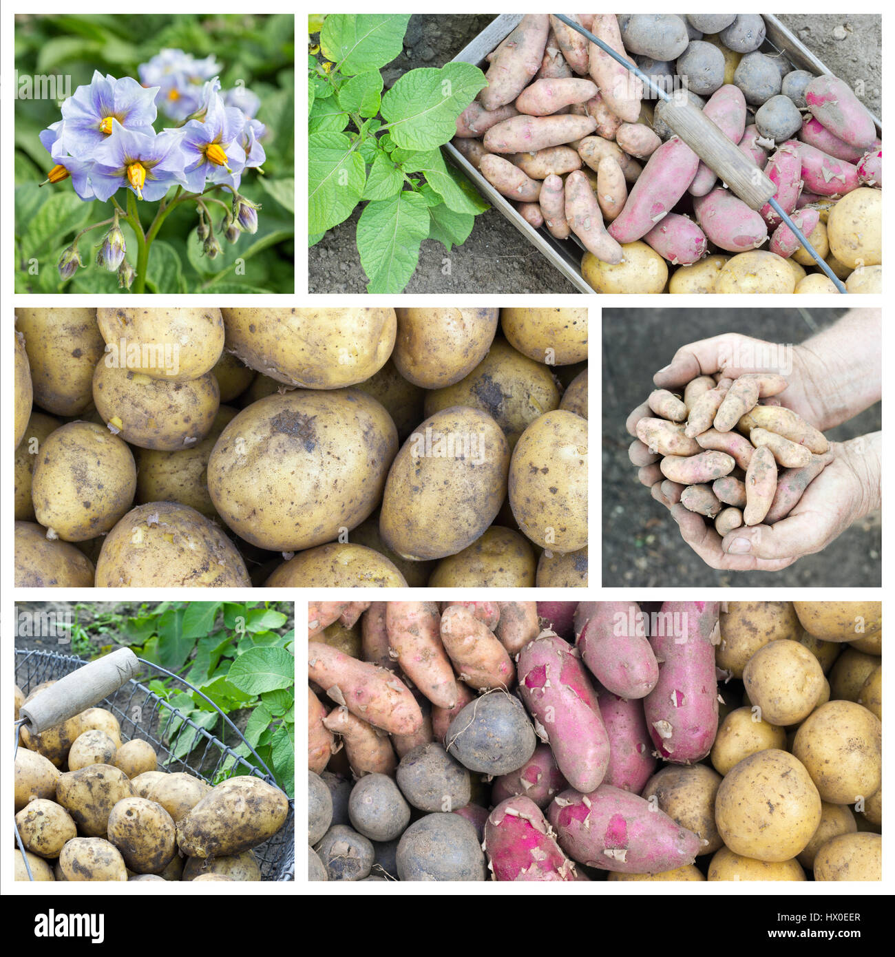 Different potato varieties hi-res stock photography and images - Alamy