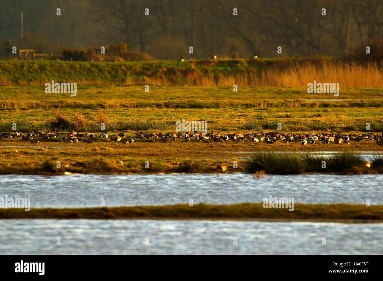 Huge flocks of migrating ducks Stock Photo - Alamy