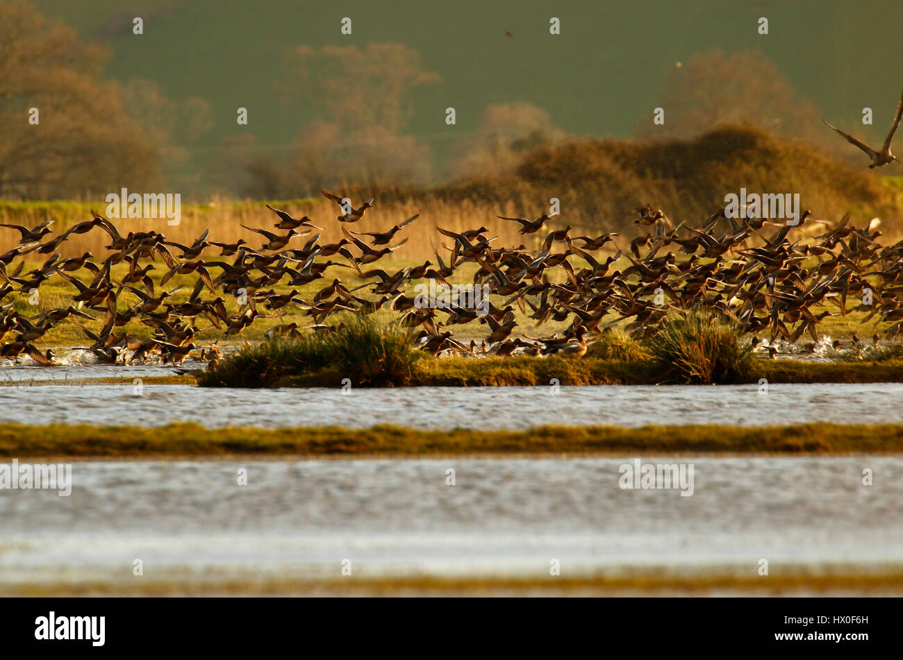 Common mallard duck flying hi-res stock photography and images - Alamy
