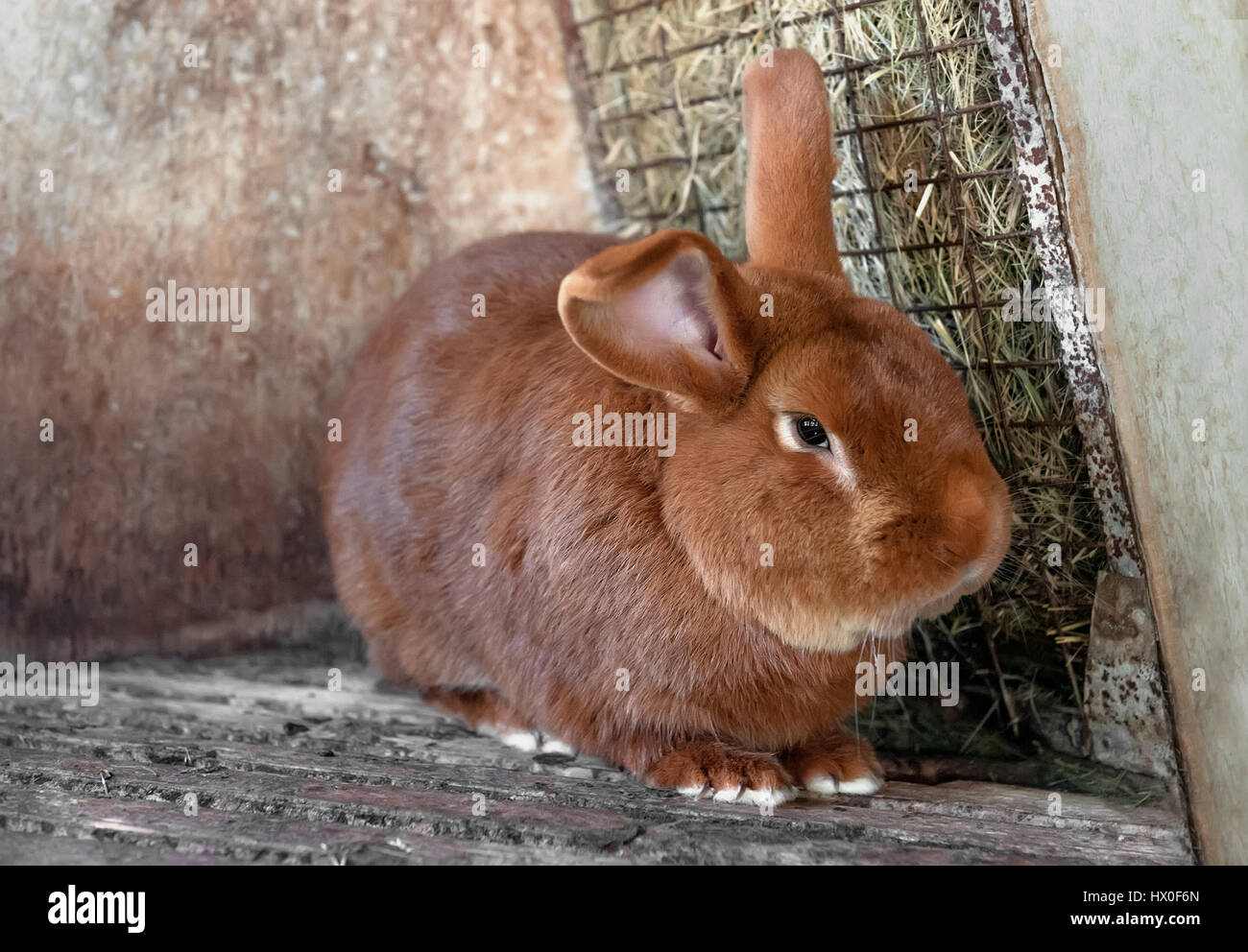 eared beautiful redhead living a fat rabbit in a cage with hay Stock ...