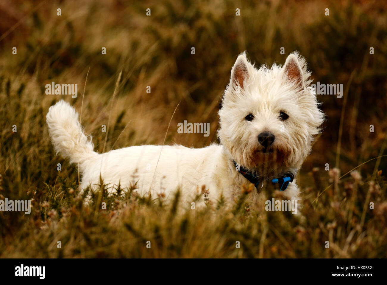 Little Westie dog enjoying life Stock Photo - Alamy