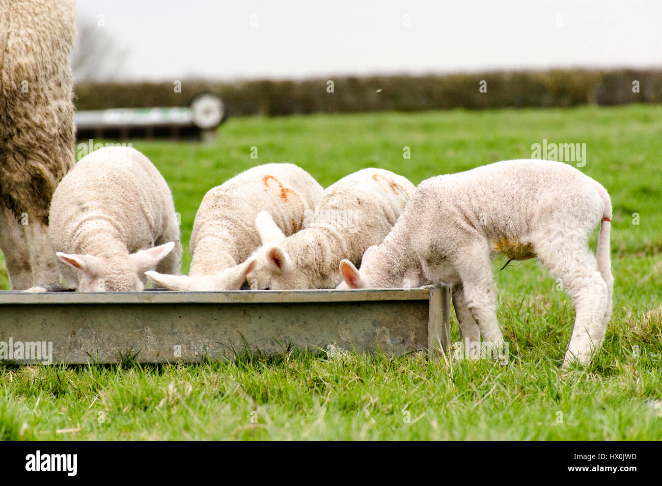 lambs eating from a trough Stock Photo - Alamy