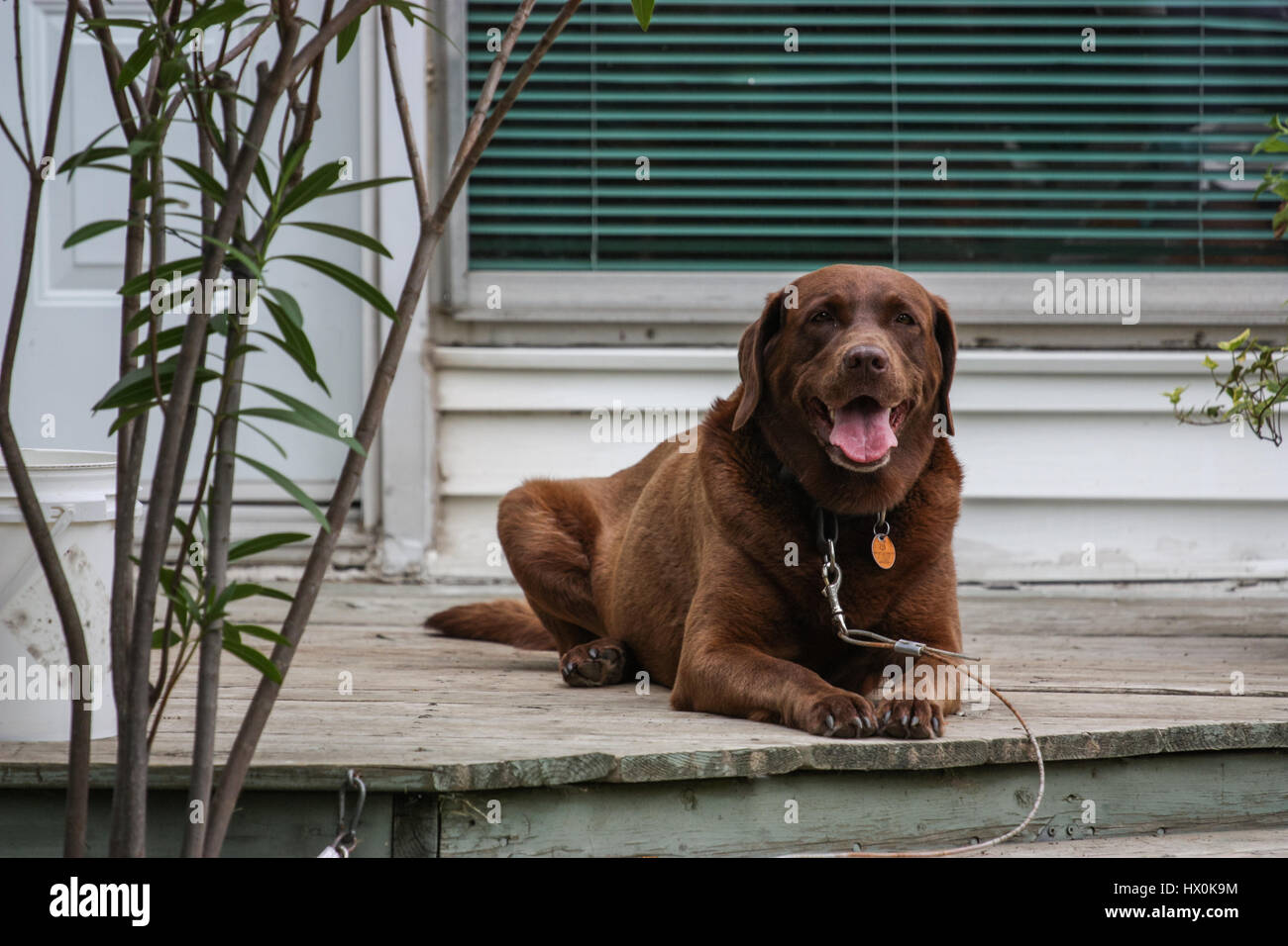 Dog sitting on decking hi-res stock photography and images - Alamy