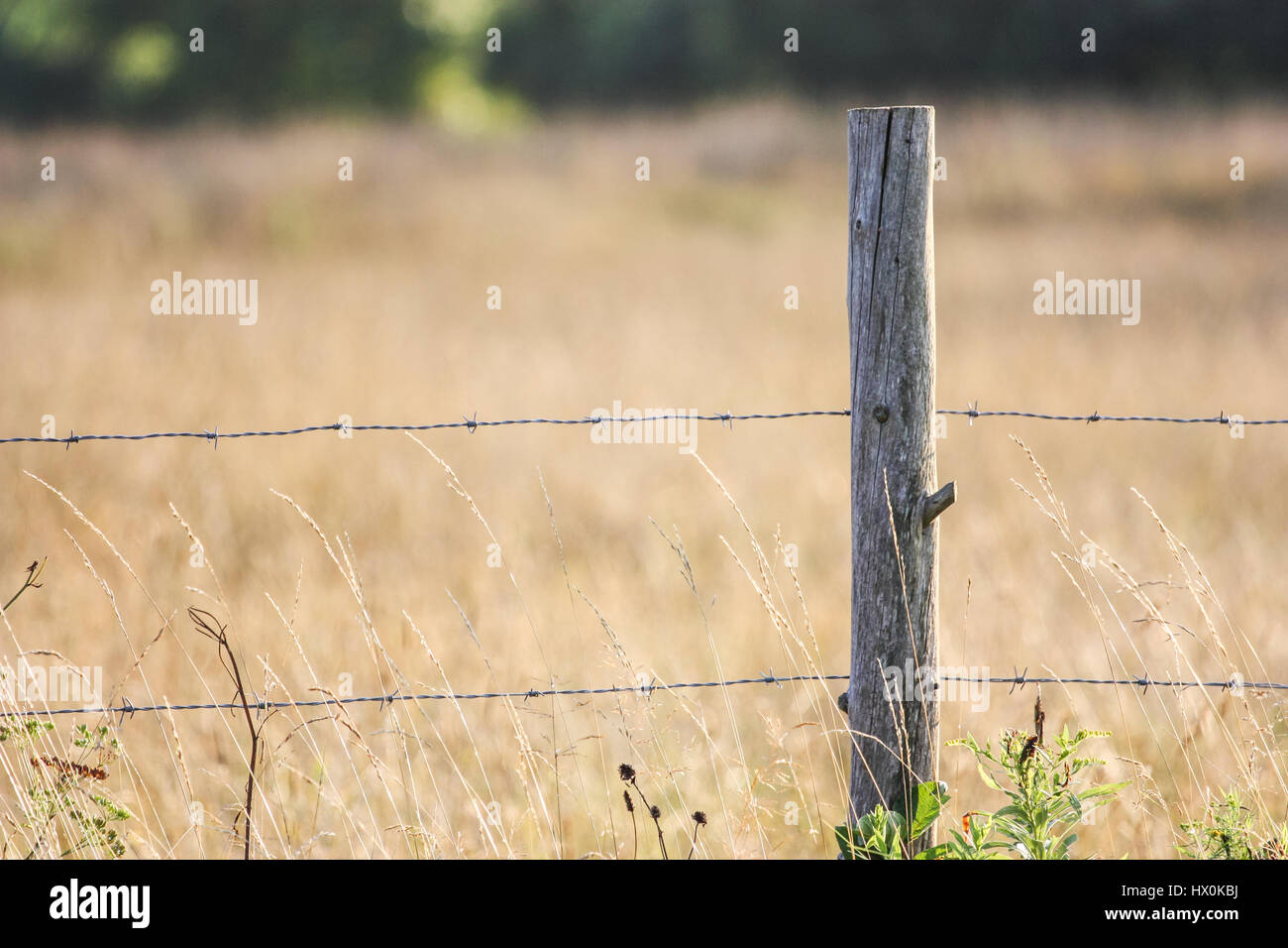 old barbed wire fence Stock Photo - Alamy