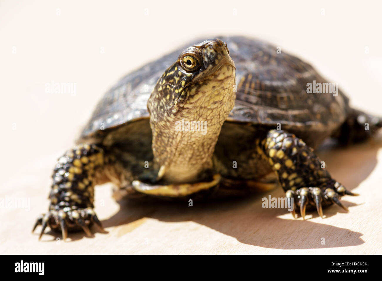 Reptile shell surface tropical hi-res stock photography and images - Alamy