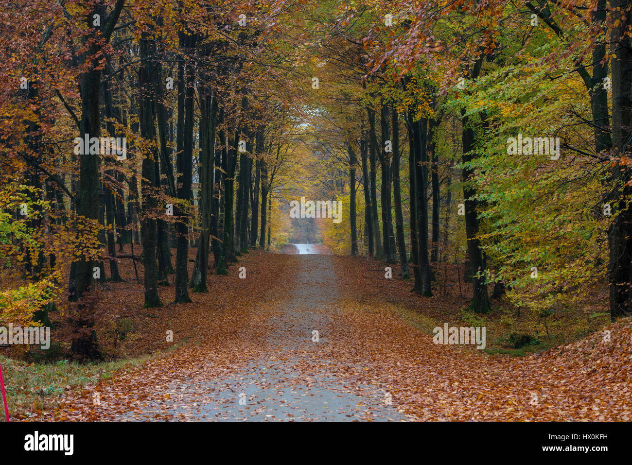 Autumn in Fyledalen with colourful beech forest Stock Photo - Alamy