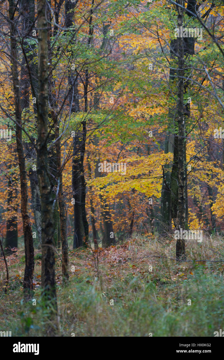 Autumn in Fyledalen with colourful beech forest Stock Photo - Alamy
