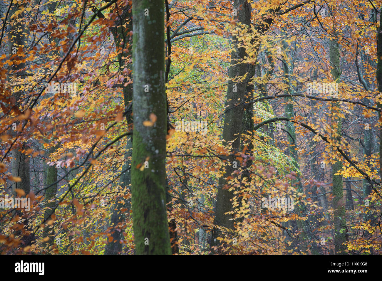 Autumn in Fyledalen with colourful beech forest Stock Photo - Alamy