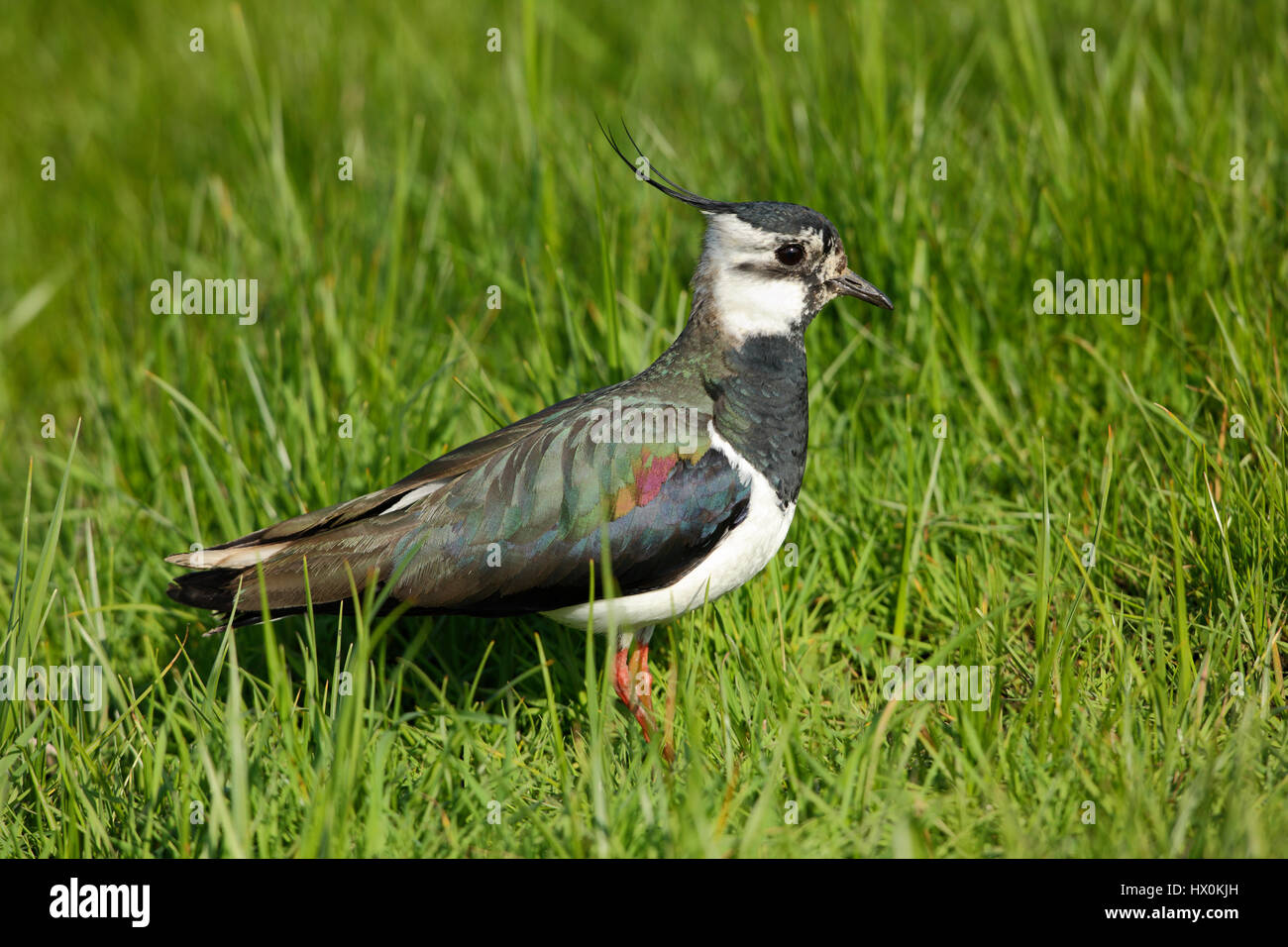 Northern Lapwing, Vanellus vanellus, adult bird with a long crest, in ...