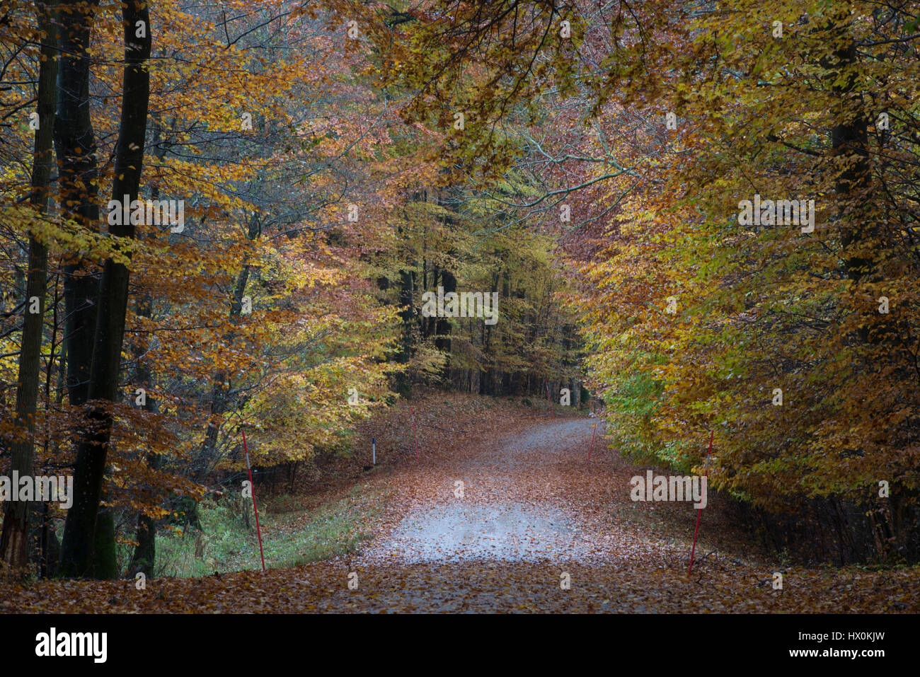 Autumn in Fyledalen with colourful beech forest Stock Photo - Alamy