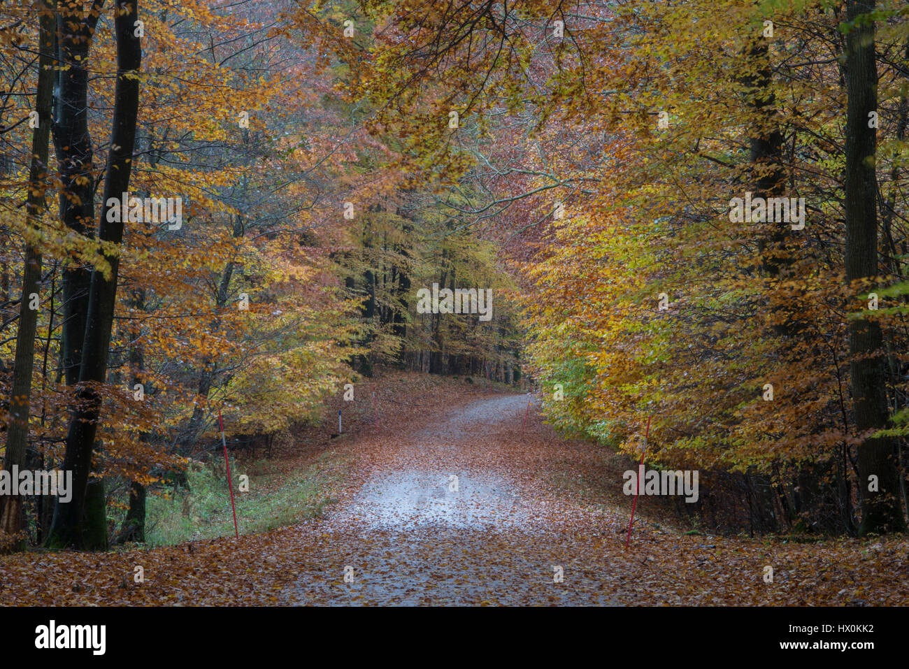 Autumn in Fyledalen with colourful beech forest Stock Photo - Alamy