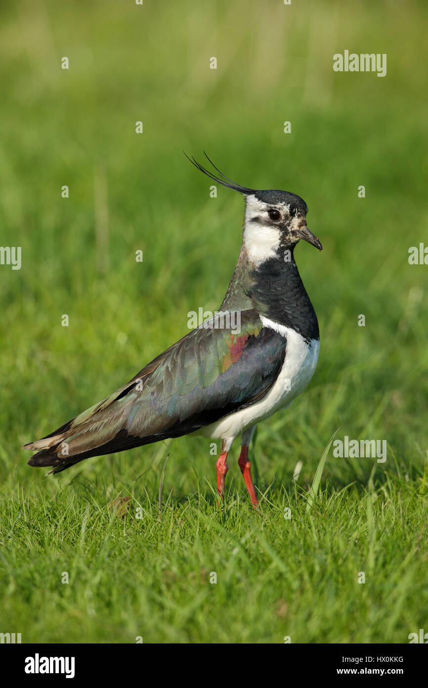 Northern Lapwing, Vanellus vanellus, adult bird with a long crest, in ...