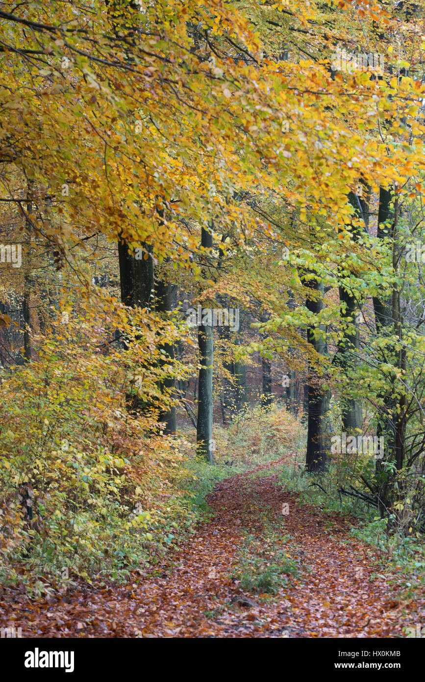Autumn in Fyledalen with colourful beech forest Stock Photo - Alamy