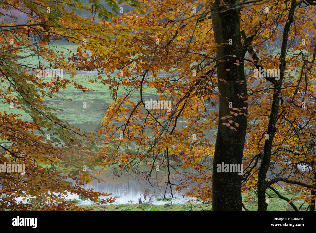 Autumn in Fyledalen with colourful beech forest Stock Photo - Alamy