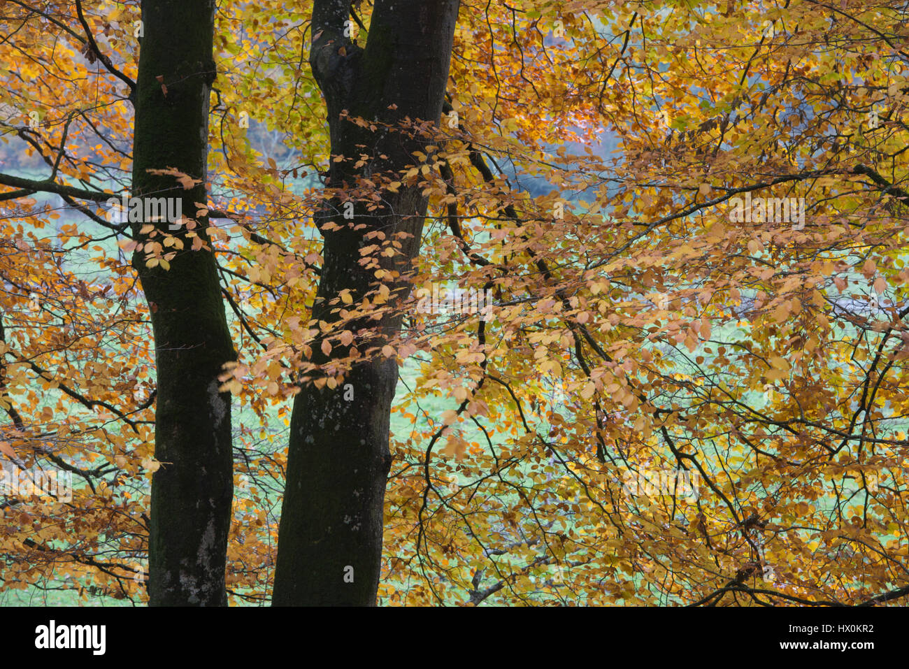 Autumn in Fyledalen with colourful beech forest Stock Photo - Alamy