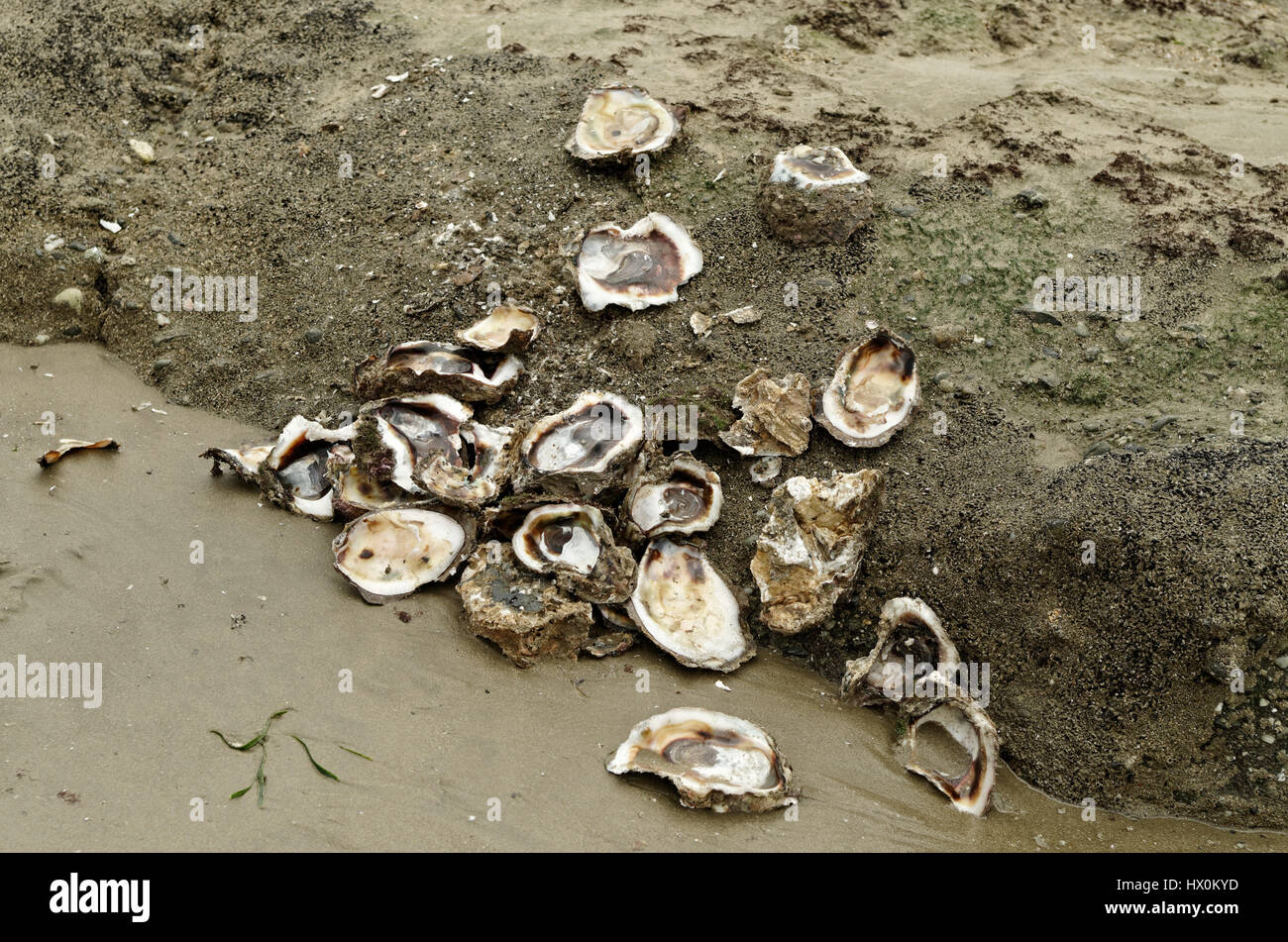 South pacific oysters hi-res stock photography and images - Alamy