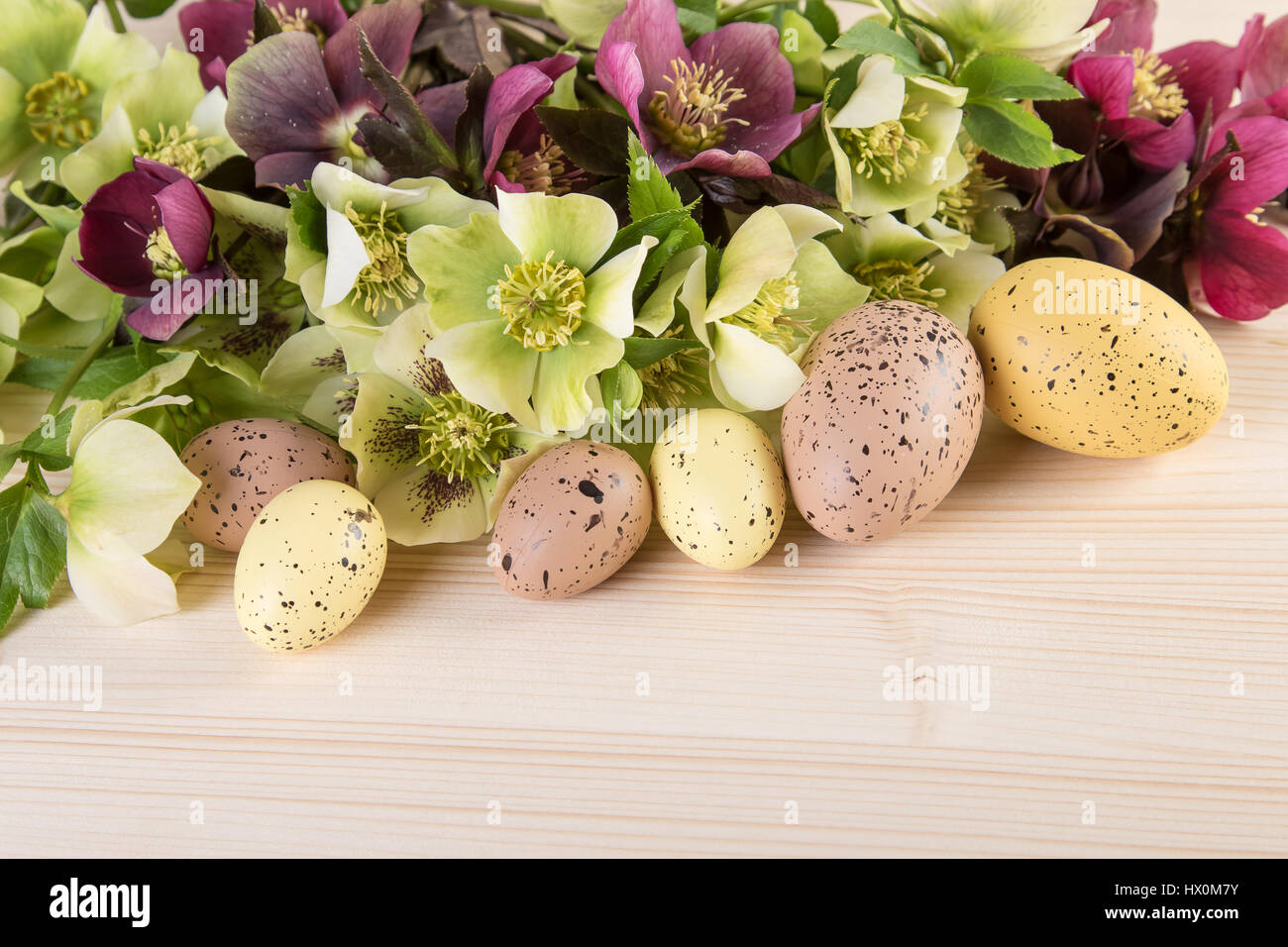 Easter decoration pastel color with spring flower of Lenten roses Stock ...