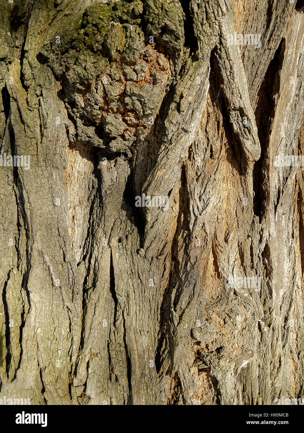 Tree texture hi-res stock photography and images - Alamy