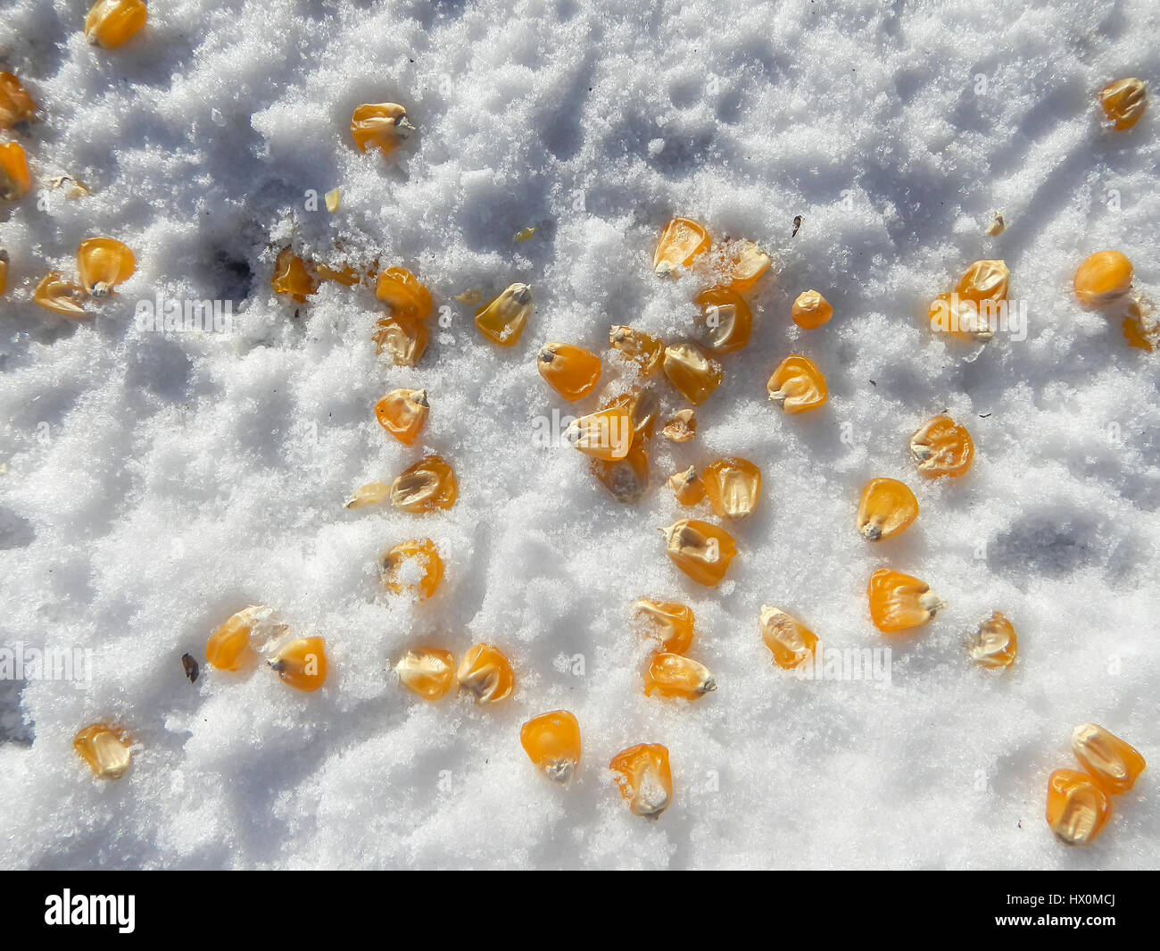 Corn in grains on snow closeup picture Stock Photo - Alamy