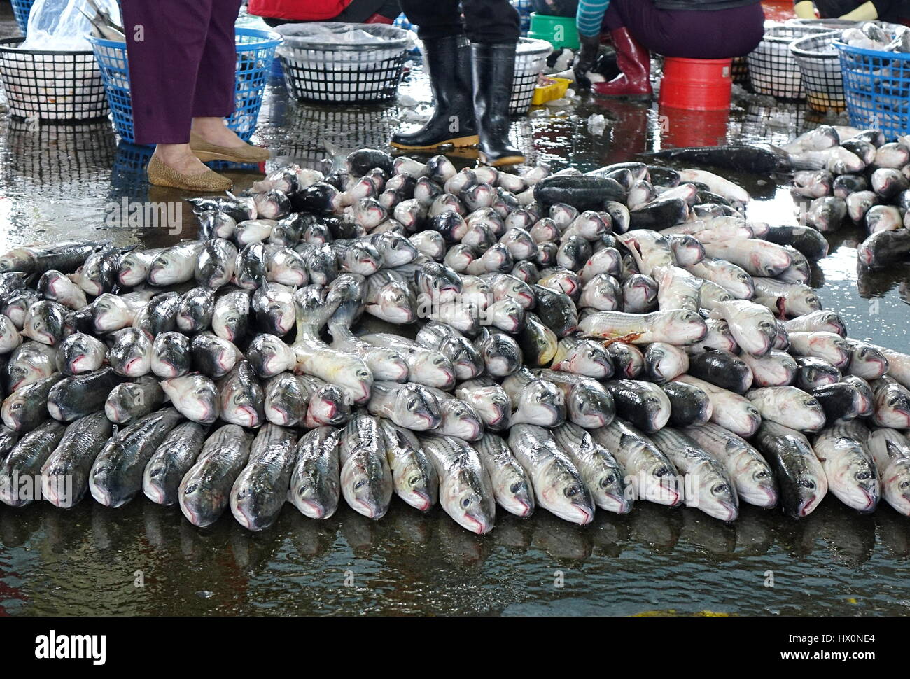 Mullet fish hi-res stock photography and images - Alamy