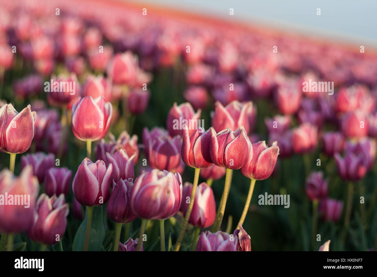 Tulip. Beautiful bouquet of tulips. colorful tulips. tulips in spring ...