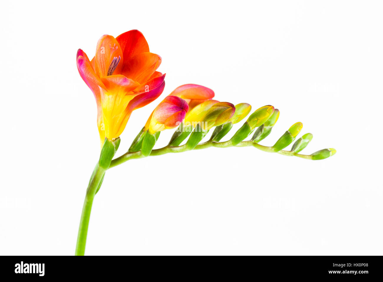 Orange freesia hi-res stock photography and images - Alamy