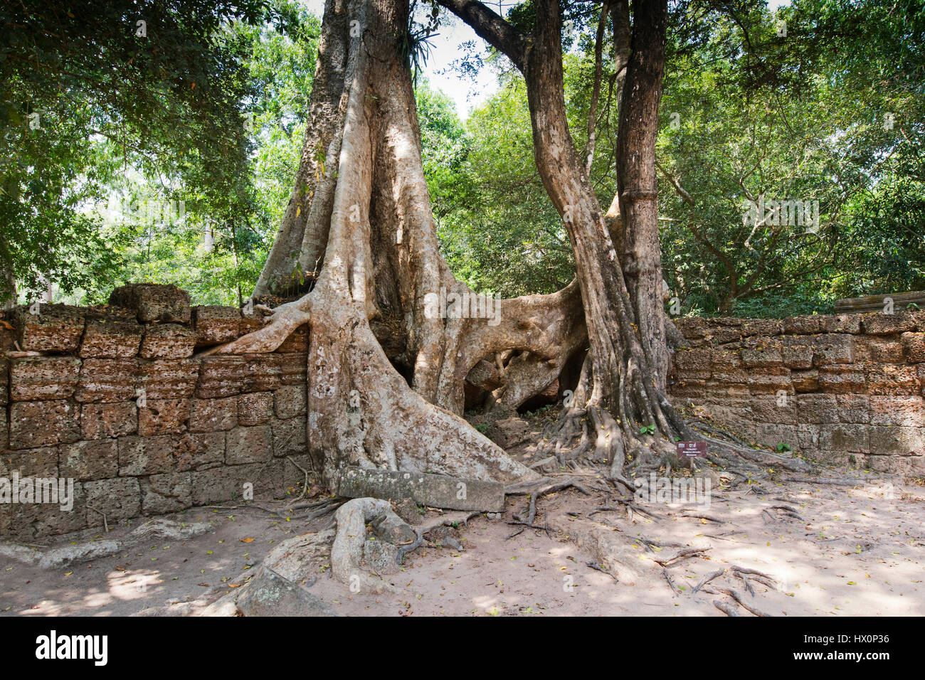 Tree roots in cambodian temple hi-res stock photography and images - Alamy