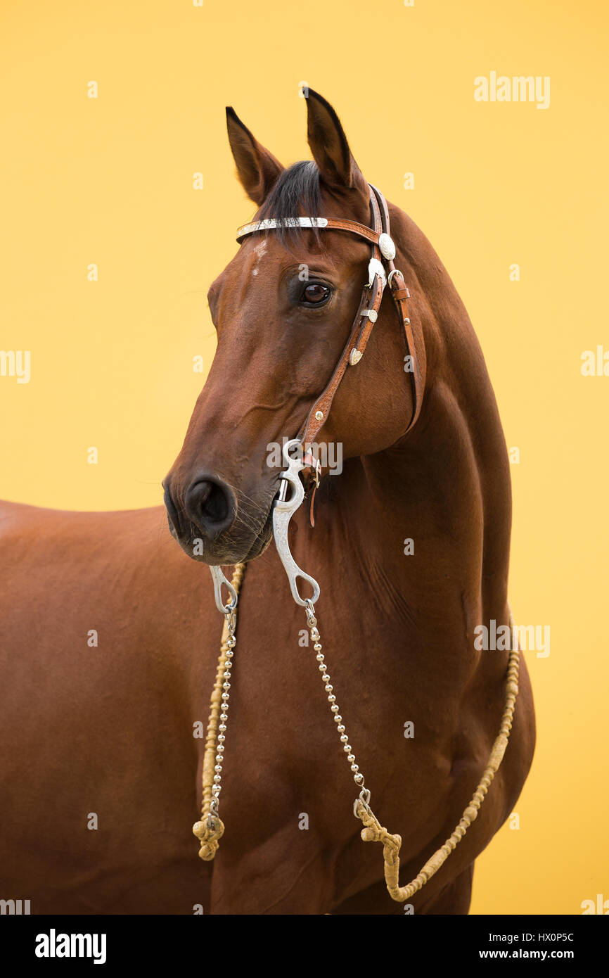 Western riding hi-res stock photography and images - Alamy