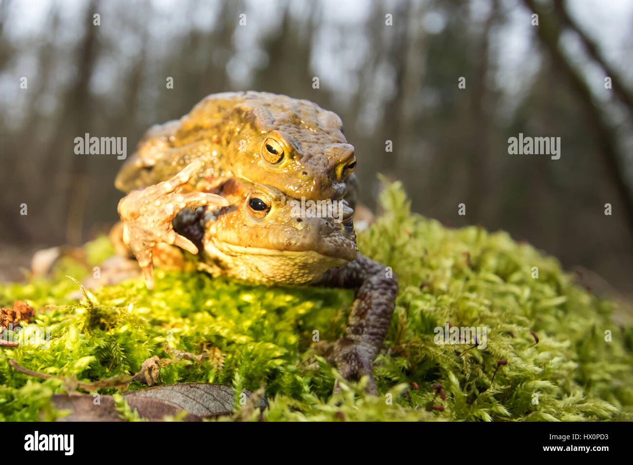 Toad migration (Bufo bufo), female transportes male, North Hesse ...