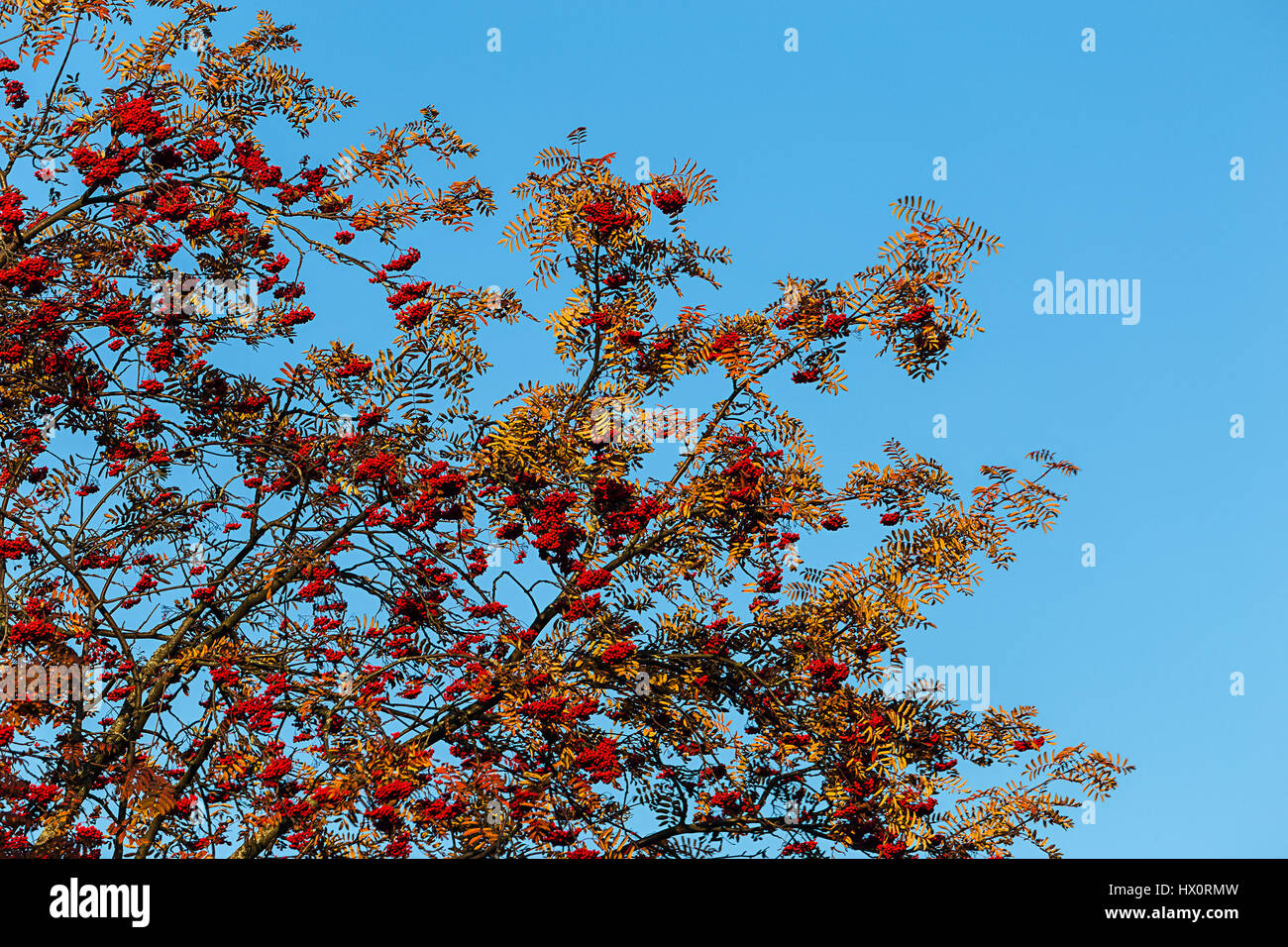 Rowan, ashberry fall autumn tree outdoors Stock Photo - Alamy